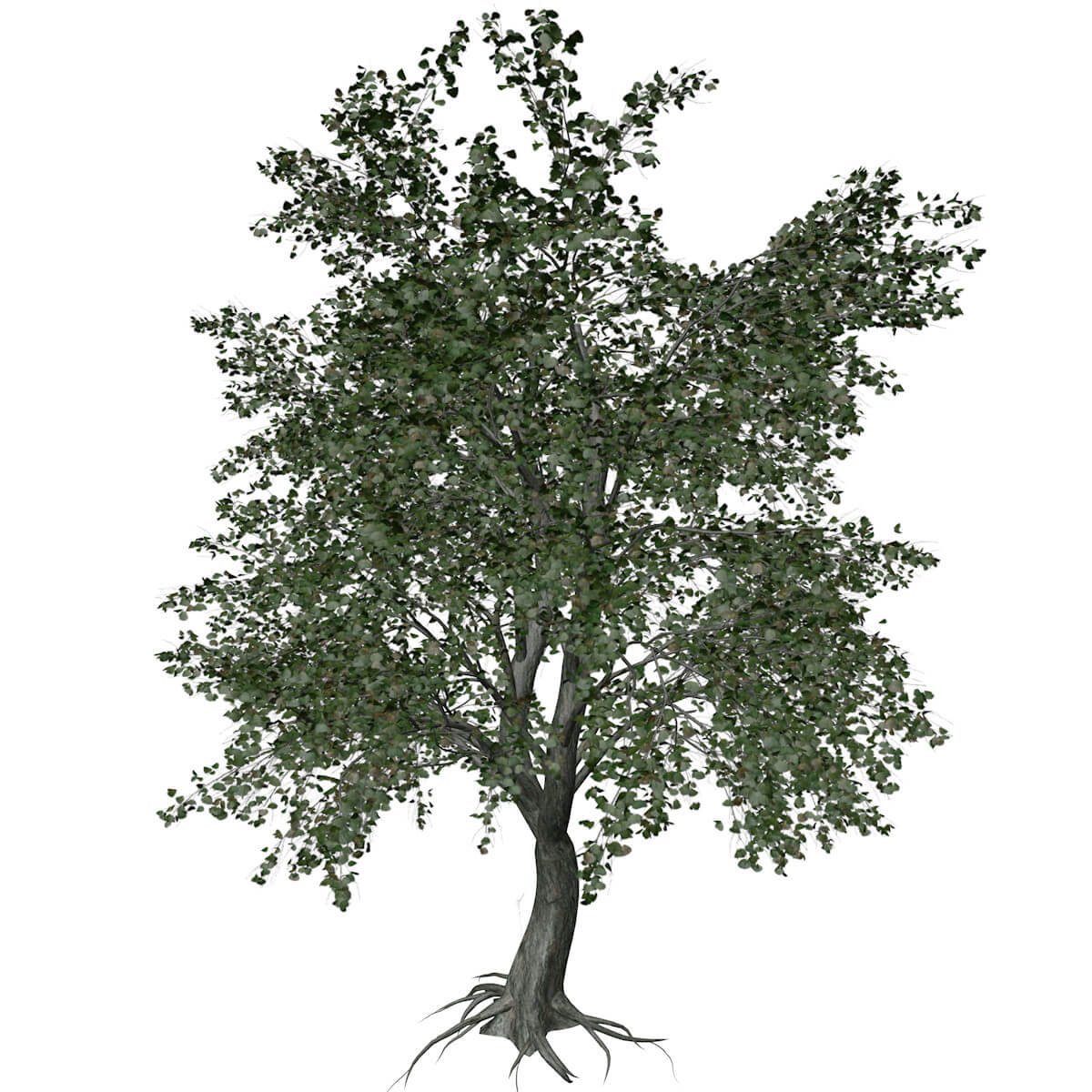 Katsura Tree Collection by AntonioKowatsch