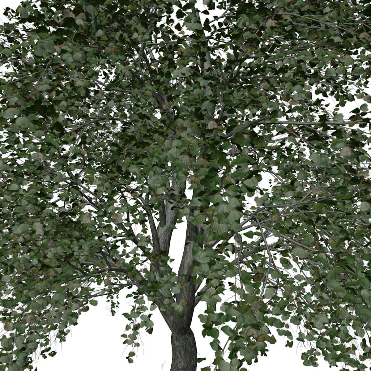 Katsura Tree #06 - 3D Model by AntonioKowatsch