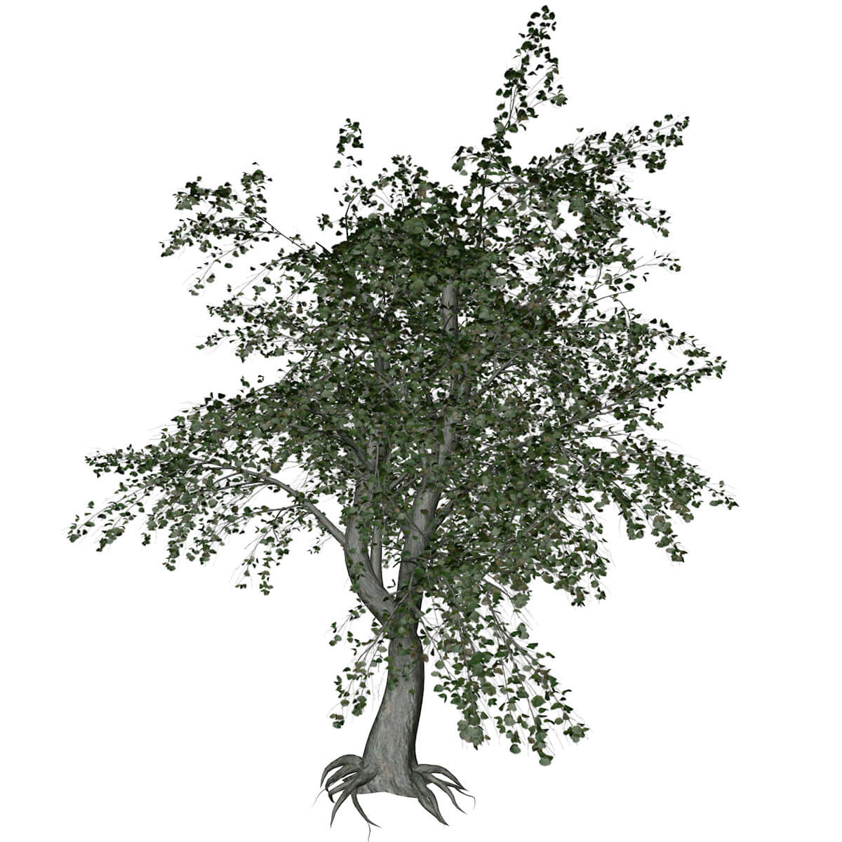 Katsura Tree Collection by AntonioKowatsch