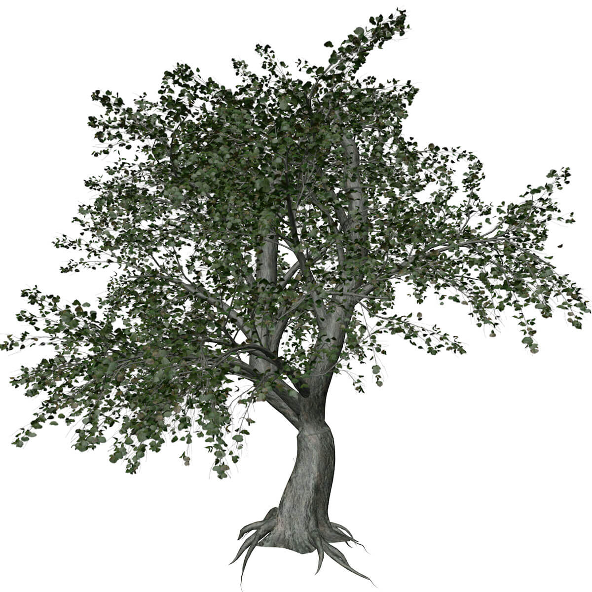 Katsura Tree Collection by AntonioKowatsch