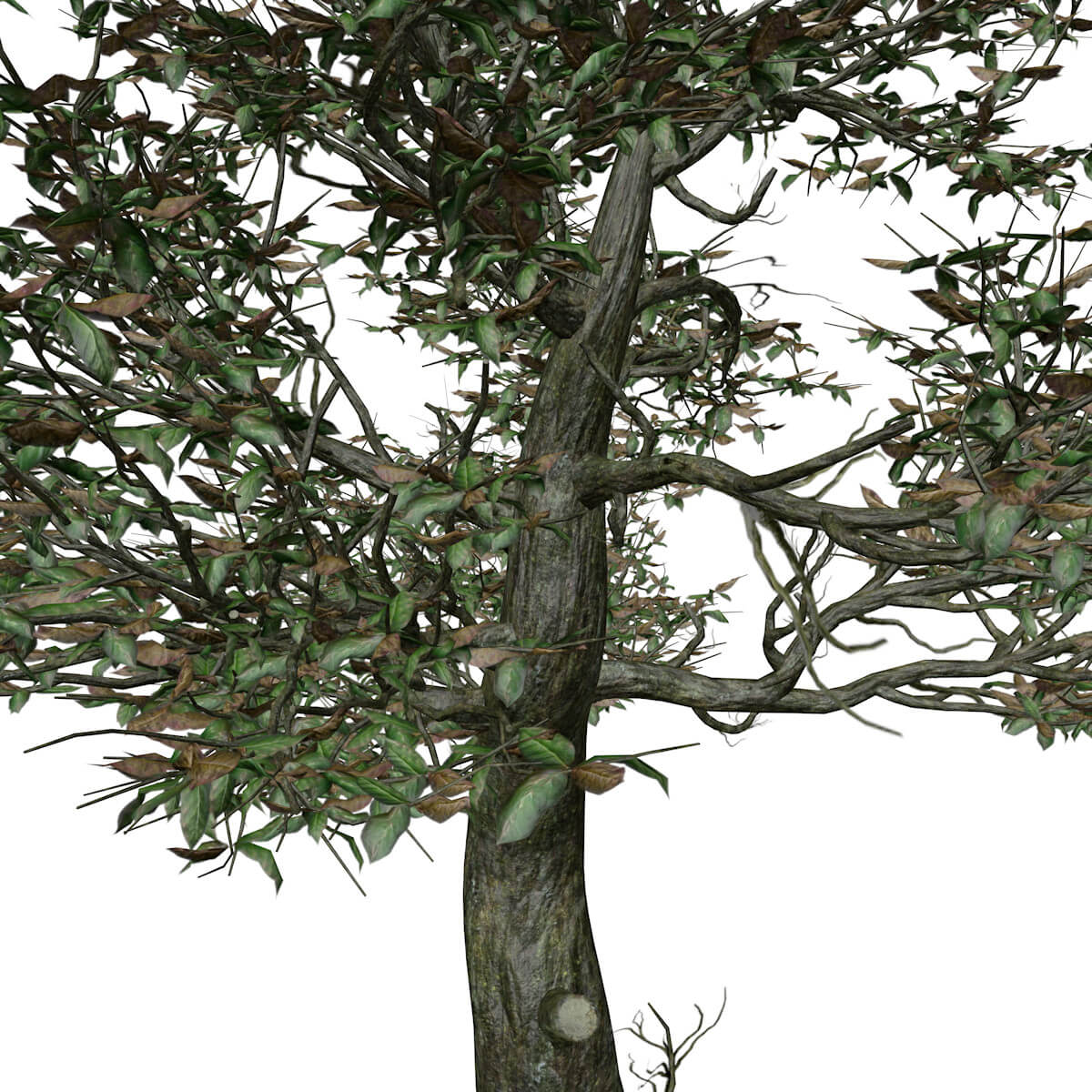 Kingsville Boxwood Tree #01 - 3D Model by AntonioKowatsch