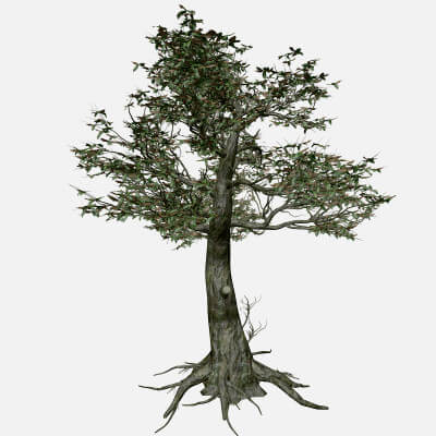 Kingsville Boxwood Tree #01 - 3D Model by AntonioKowatsch