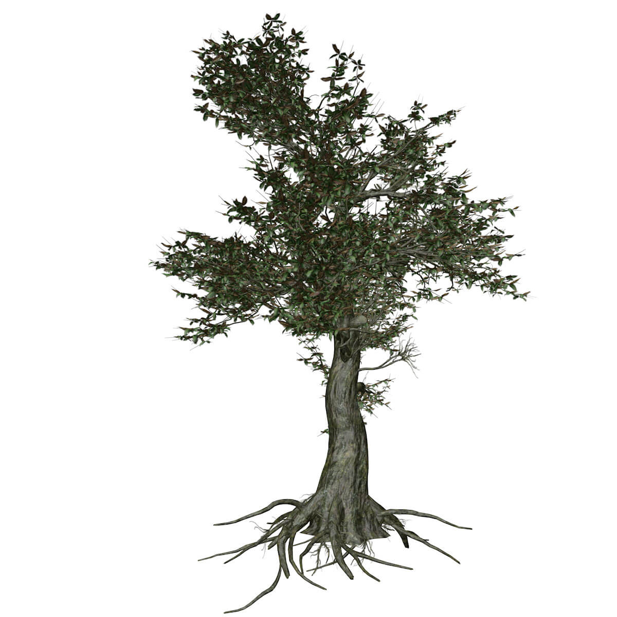 Kingsville Boxwood Tree Collection by AntonioKowatsch