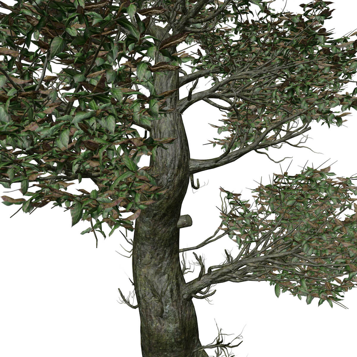 Kingsville Boxwood Tree Collection by AntonioKowatsch