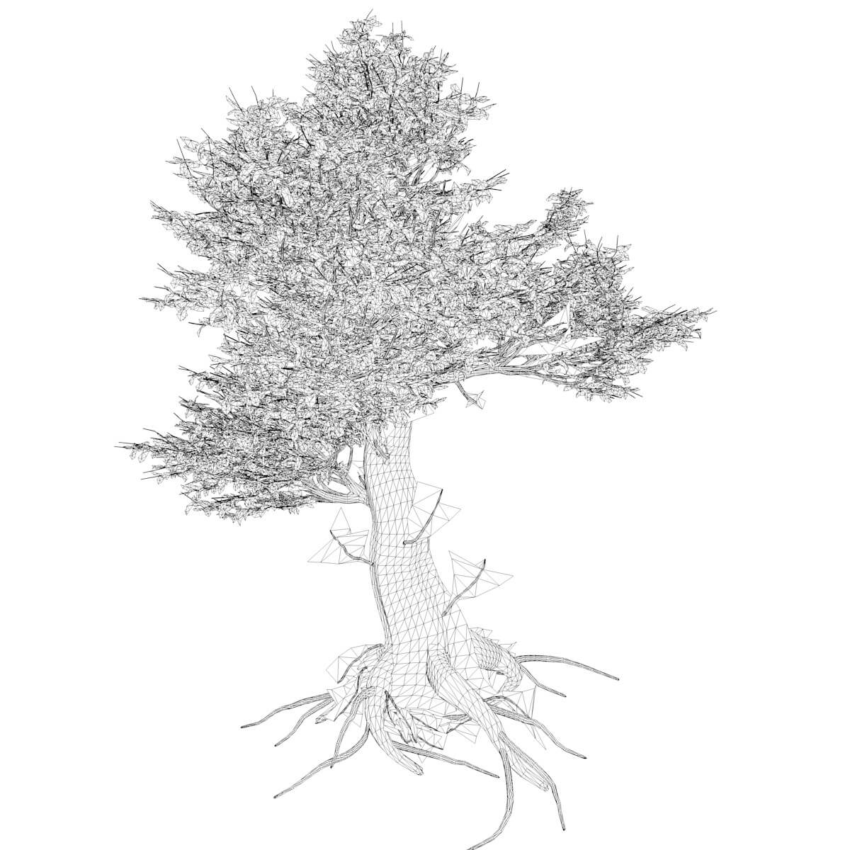 Kingsville Boxwood Tree Collection by AntonioKowatsch