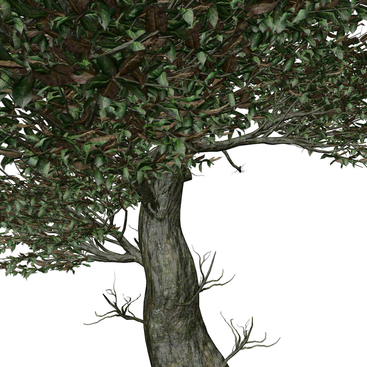 Kingsville Boxwood Tree Collection by AntonioKowatsch