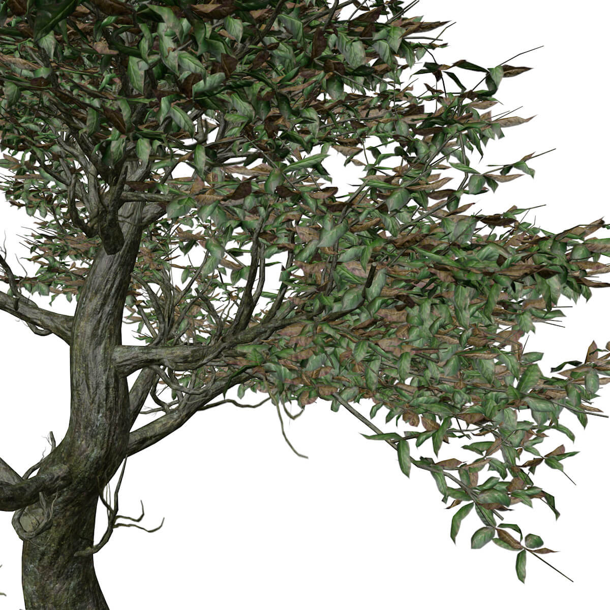 Kingsville Boxwood Tree Collection by AntonioKowatsch