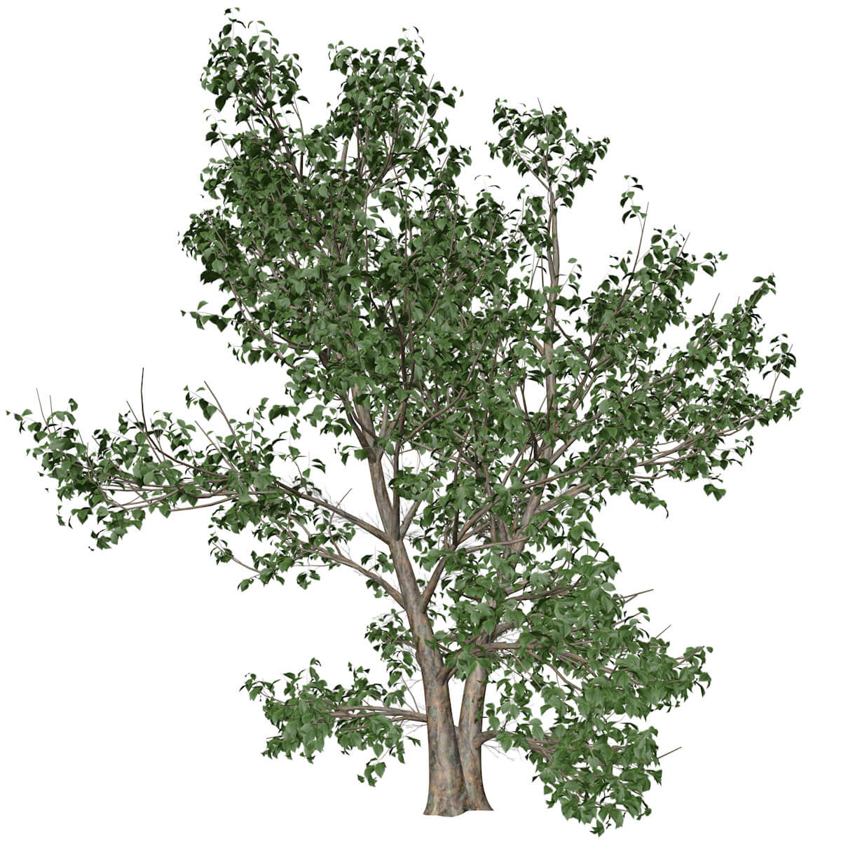 Korean Stewartia Tree #02 - 3D Model by AntonioKowatsch