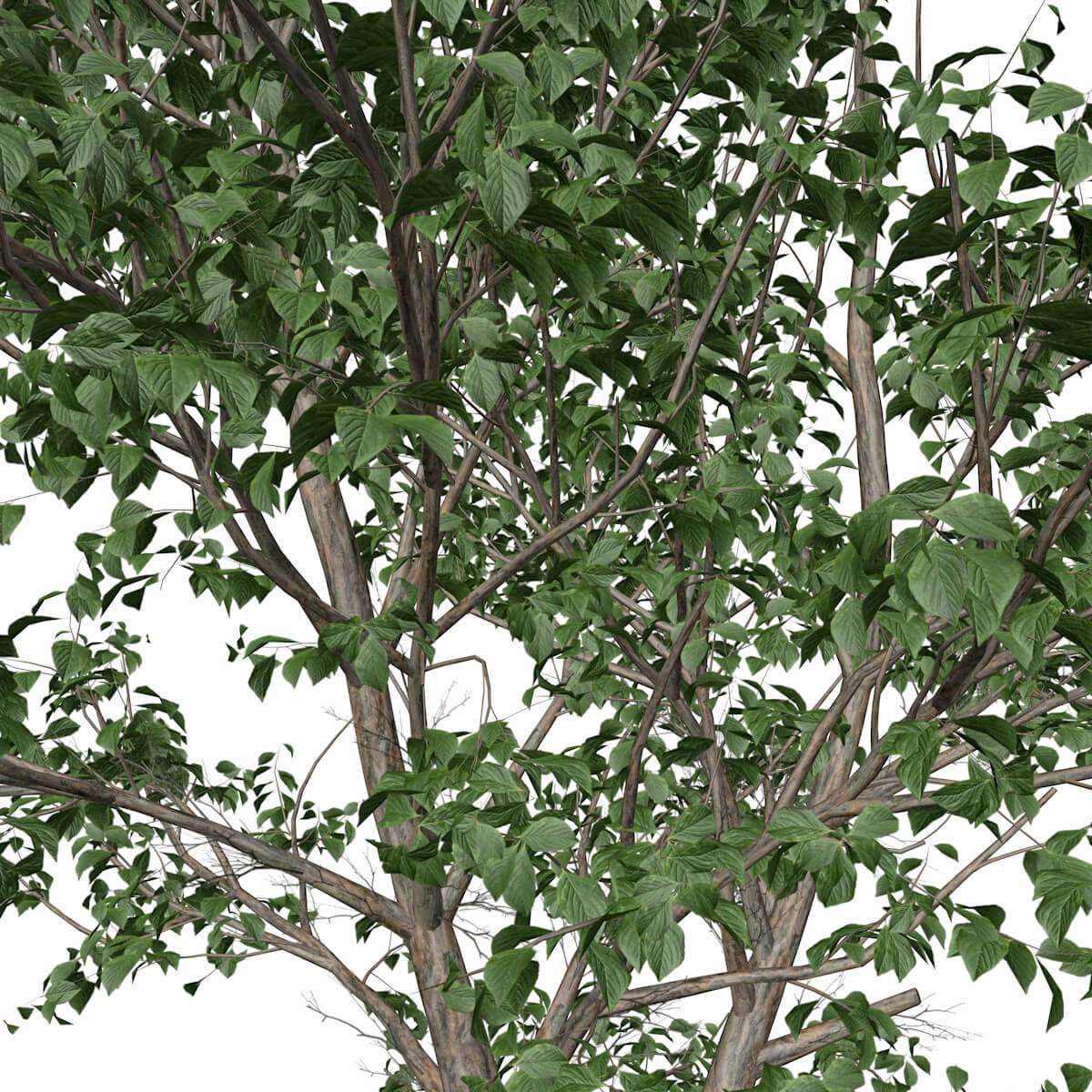 Korean Stewartia Tree #02 - 3D Model by AntonioKowatsch