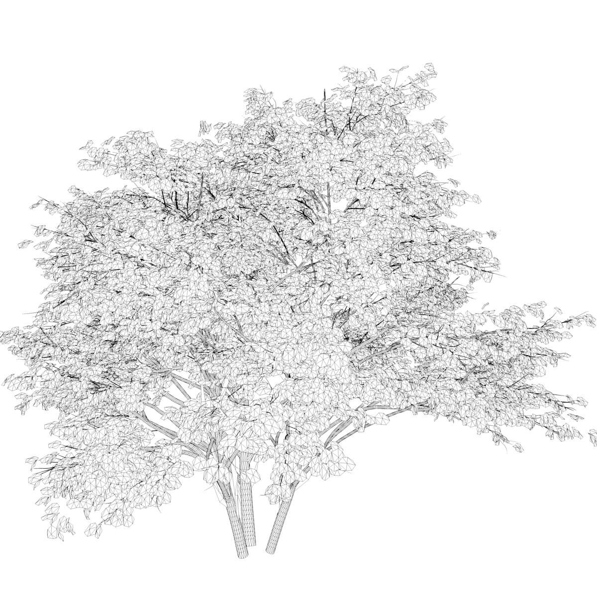 Kousa Dogwood Tree Collection by AntonioKowatsch