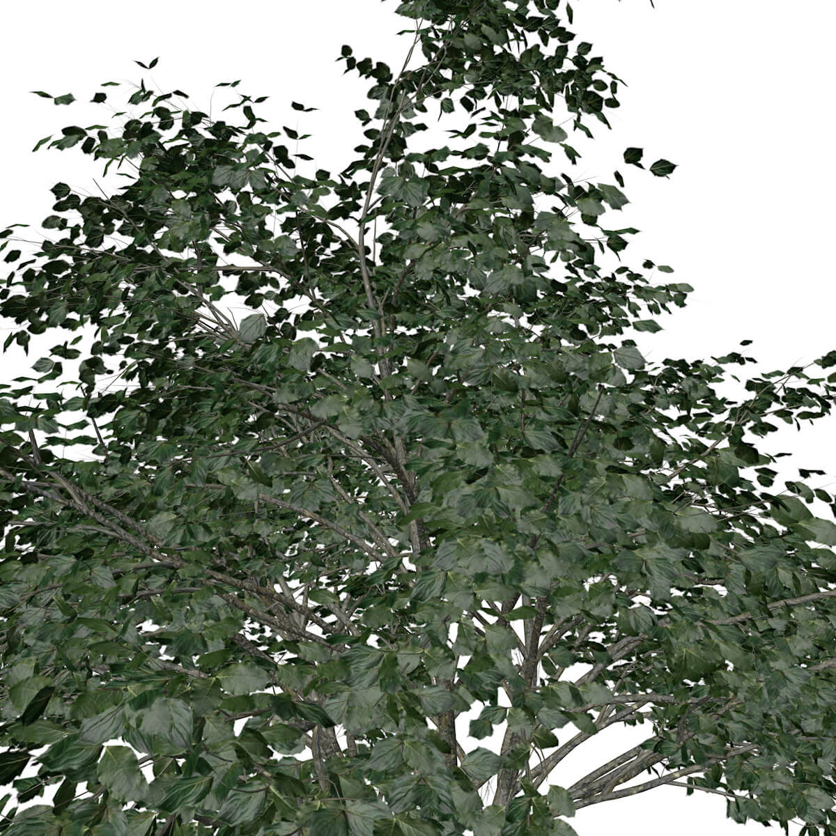 Kousa Dogwood Tree Collection by AntonioKowatsch