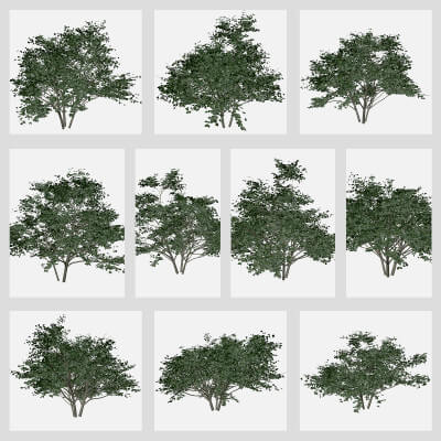 Kousa Dogwood Tree Collection by AntonioKowatsch