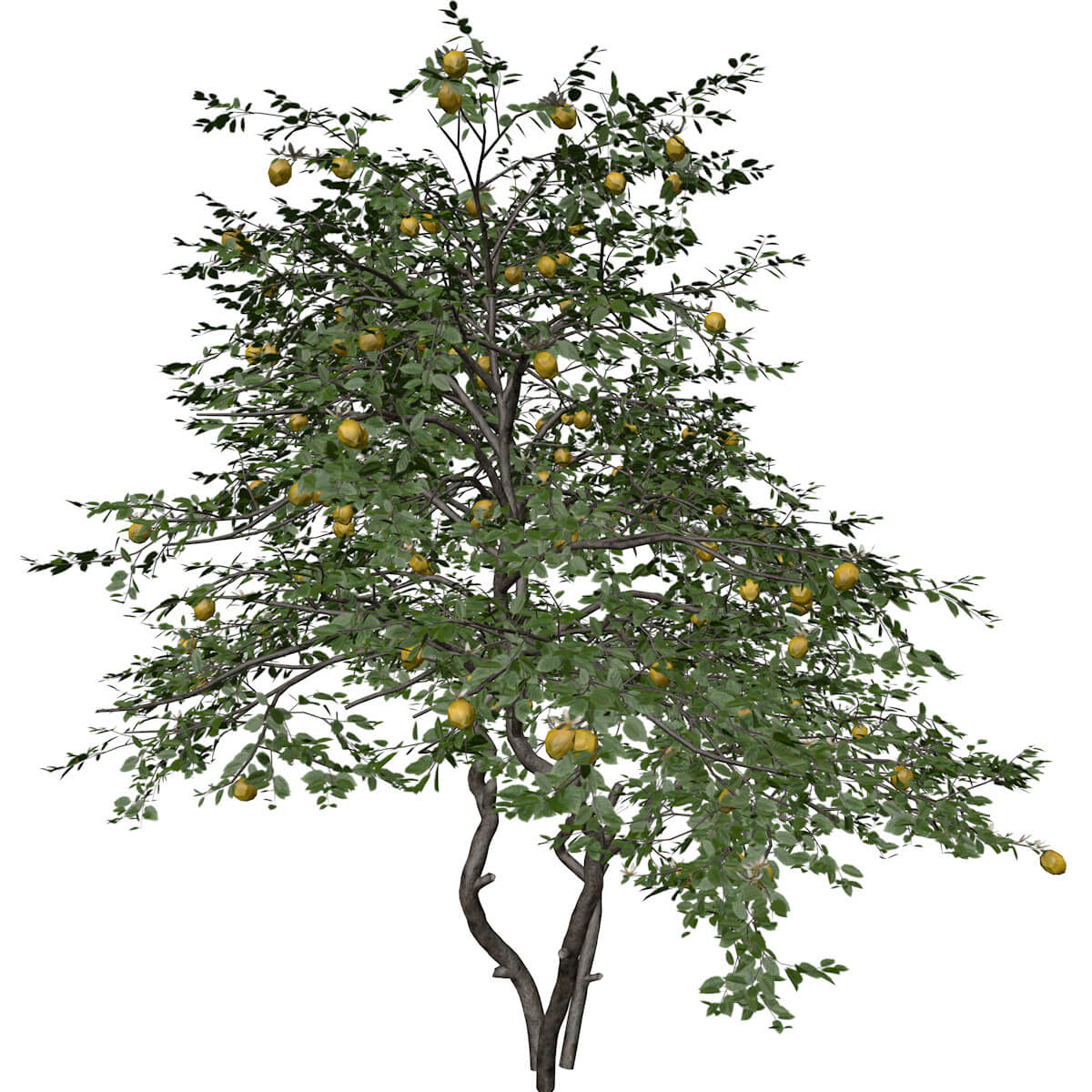 Lemon Tree #01 - 3D Model by AntonioKowatsch