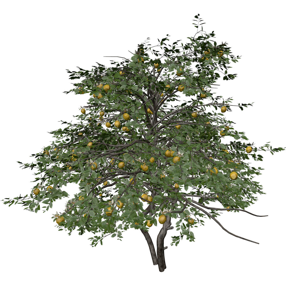 Lemon Tree #02 - 3D Model by AntonioKowatsch