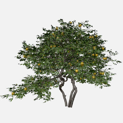 Lemon Tree #04 - 3D Model by AntonioKowatsch