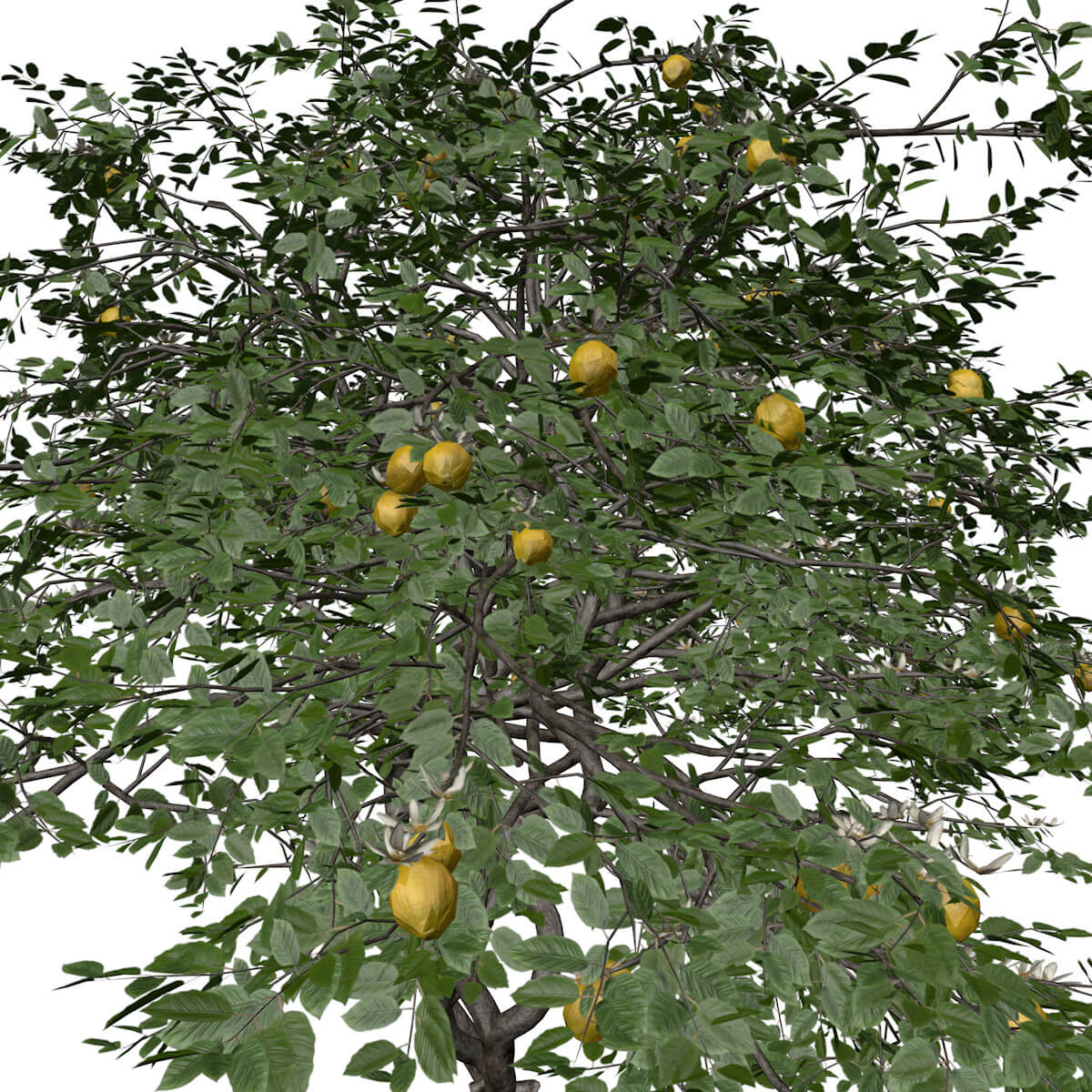 Lemon Tree #05 - 3D Model by AntonioKowatsch