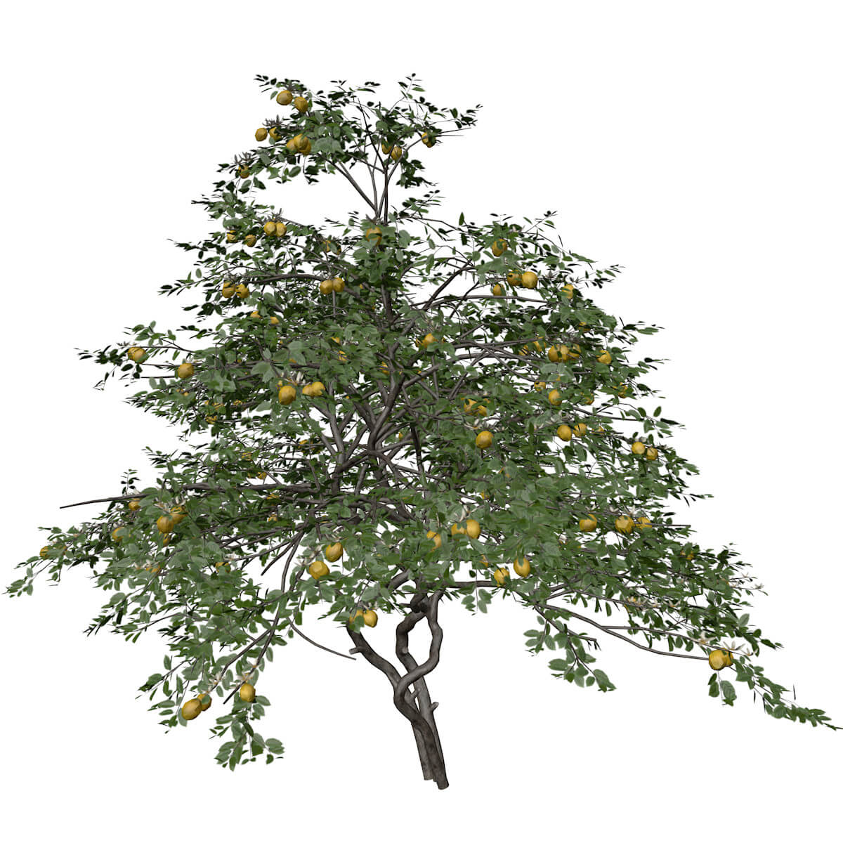 Lemon Tree #06 - 3D Model by AntonioKowatsch