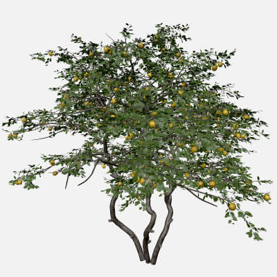 Lemon Tree #09 - 3D Model by AntonioKowatsch