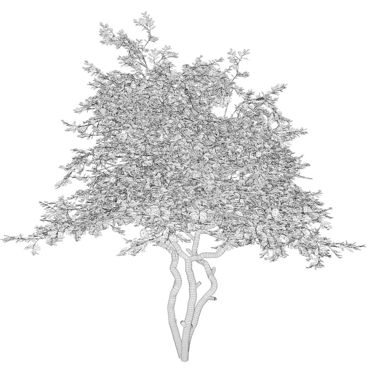 Lemon Tree Collection by AntonioKowatsch