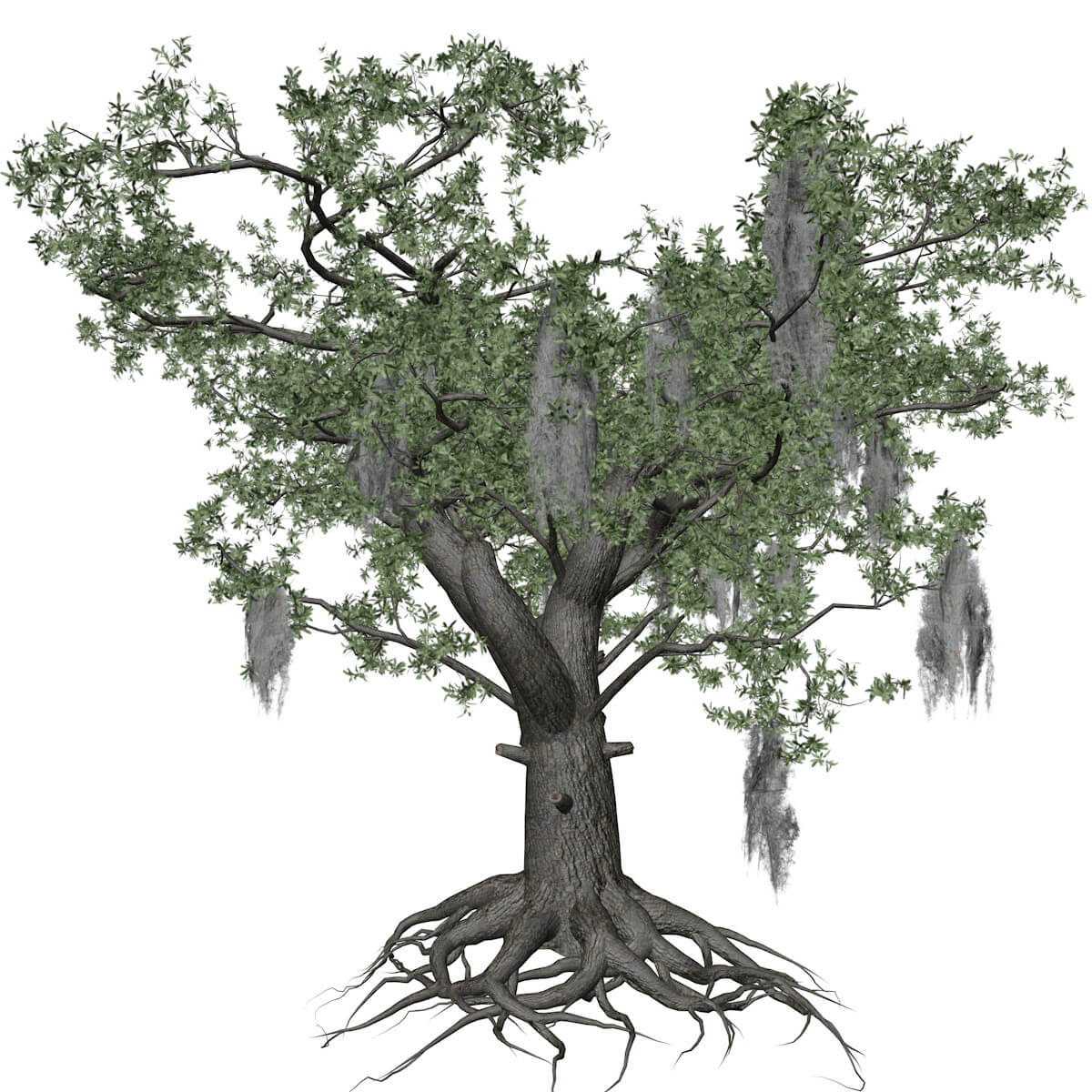 Live Oak Tree #01 - 3D Model by AntonioKowatsch
