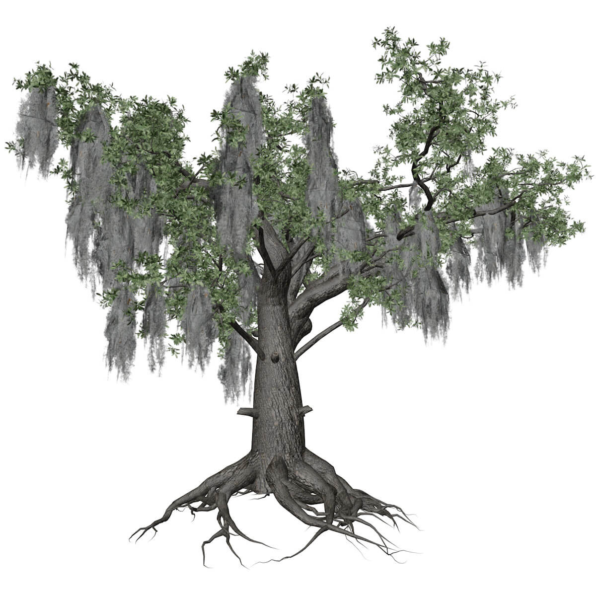 Live Oak Tree Collection by AntonioKowatsch