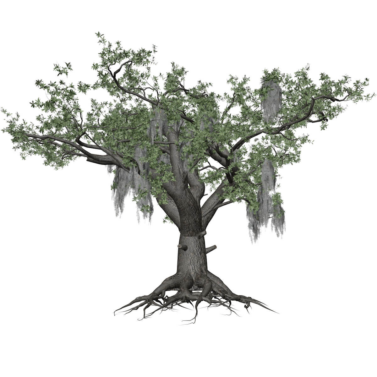 Live Oak Tree #04 - 3D Model by AntonioKowatsch