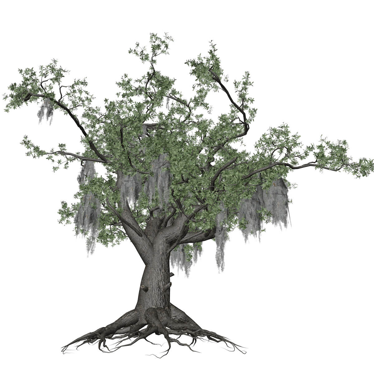 Live Oak Tree #05 - 3D Model by AntonioKowatsch