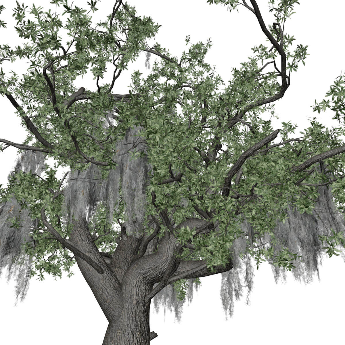 Live Oak Tree #05 - 3D Model by AntonioKowatsch