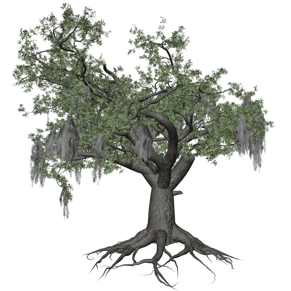 Live Oak Tree #06 - 3D Model by AntonioKowatsch