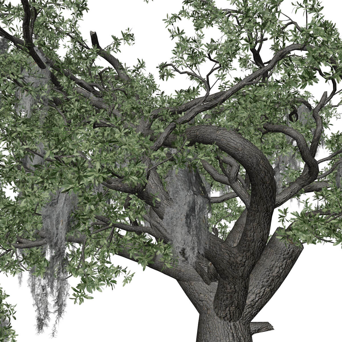 Live Oak Tree #06 - 3D Model by AntonioKowatsch