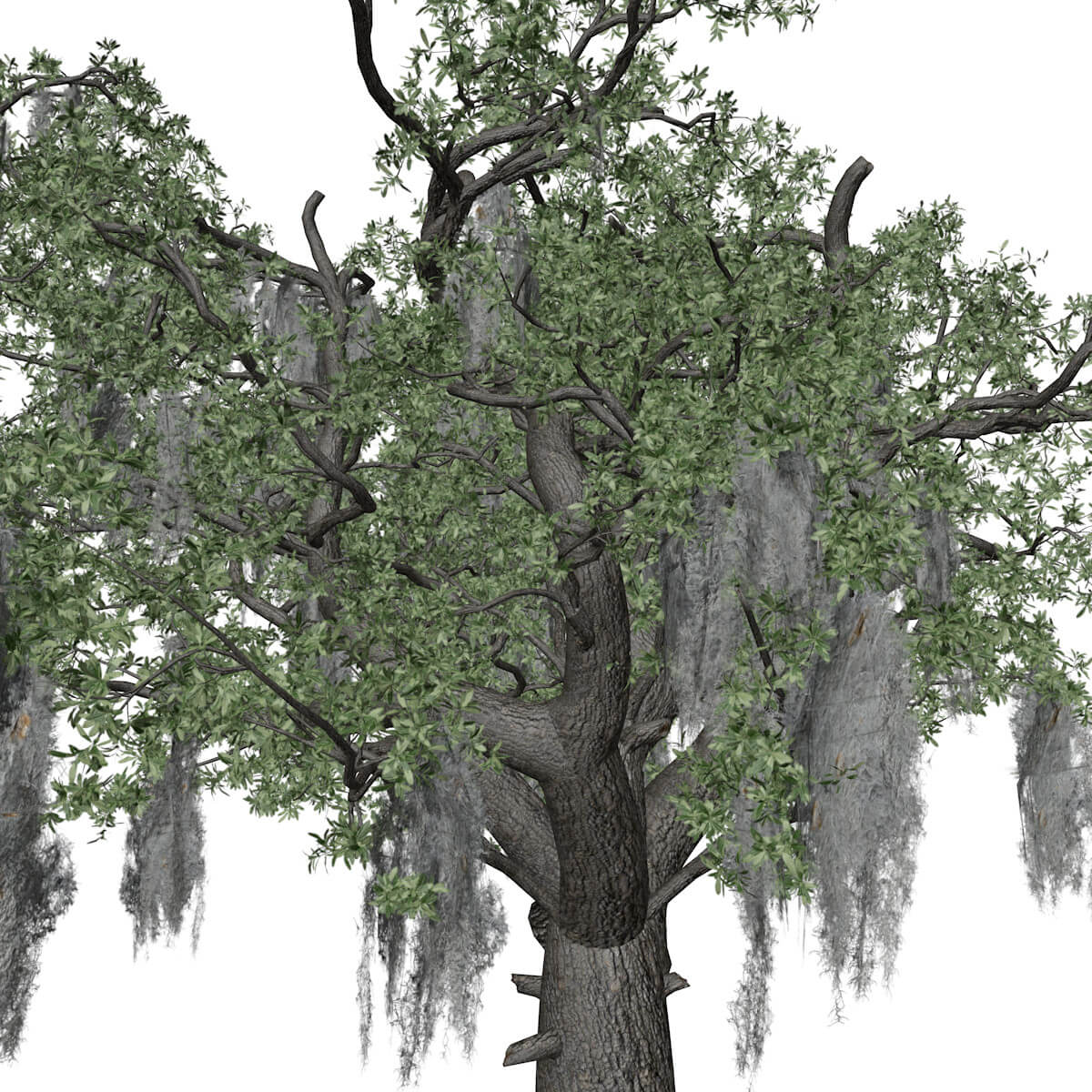 Live Oak Tree #07 - 3D Model by AntonioKowatsch