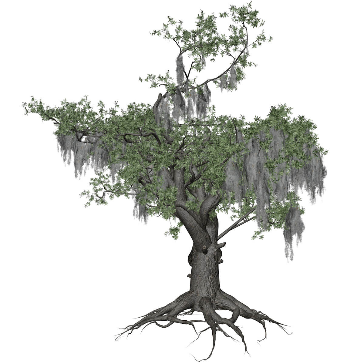 Live Oak Tree #09 - 3D Model by AntonioKowatsch