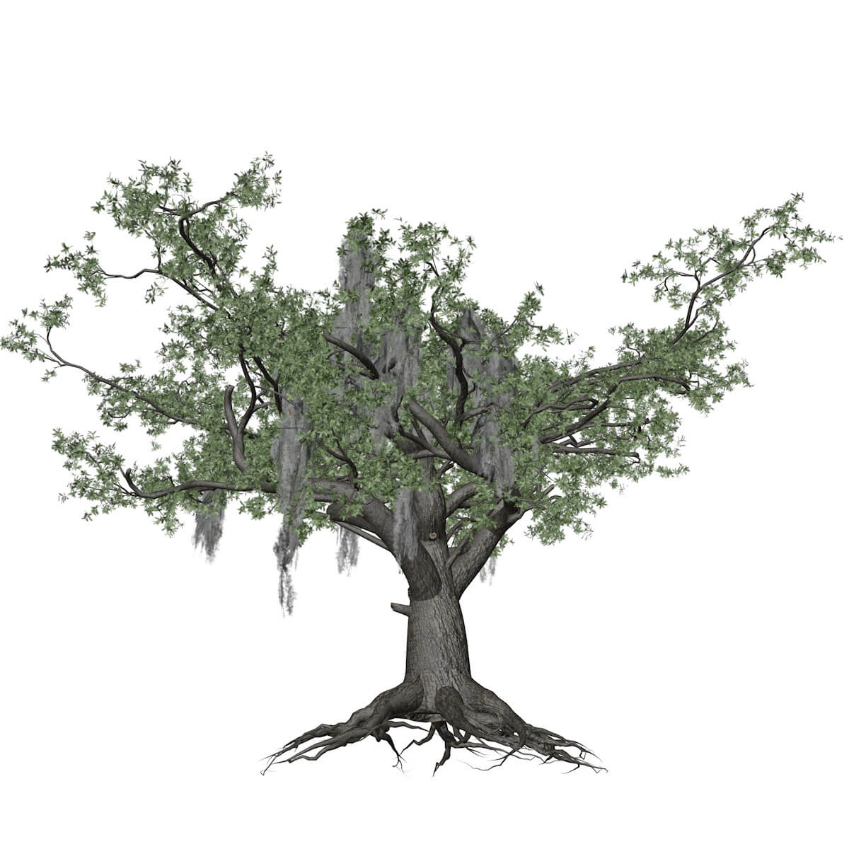 Live Oak Tree #10 - 3D Model by AntonioKowatsch