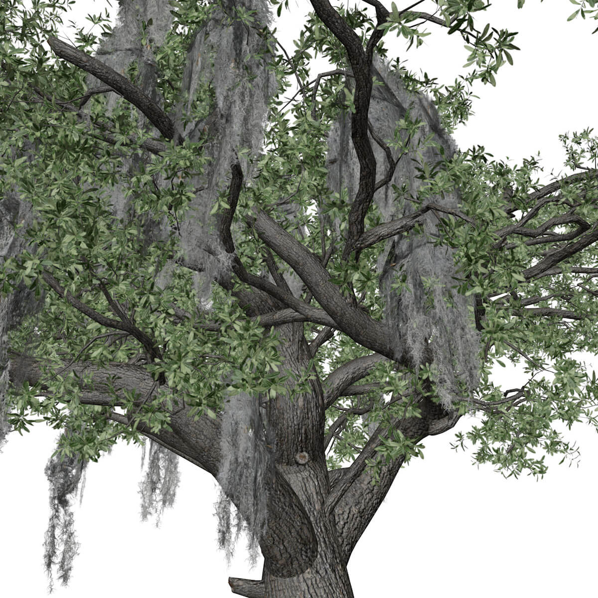 Live Oak Tree #10 - 3D Model by AntonioKowatsch