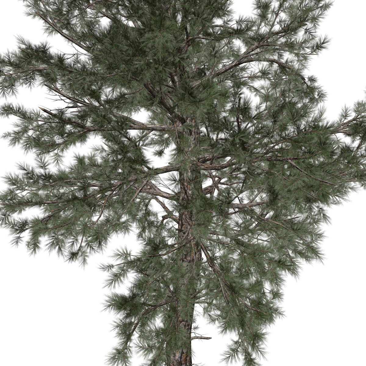 Loblolly Pine Tree #01 - 3D Model by AntonioKowatsch