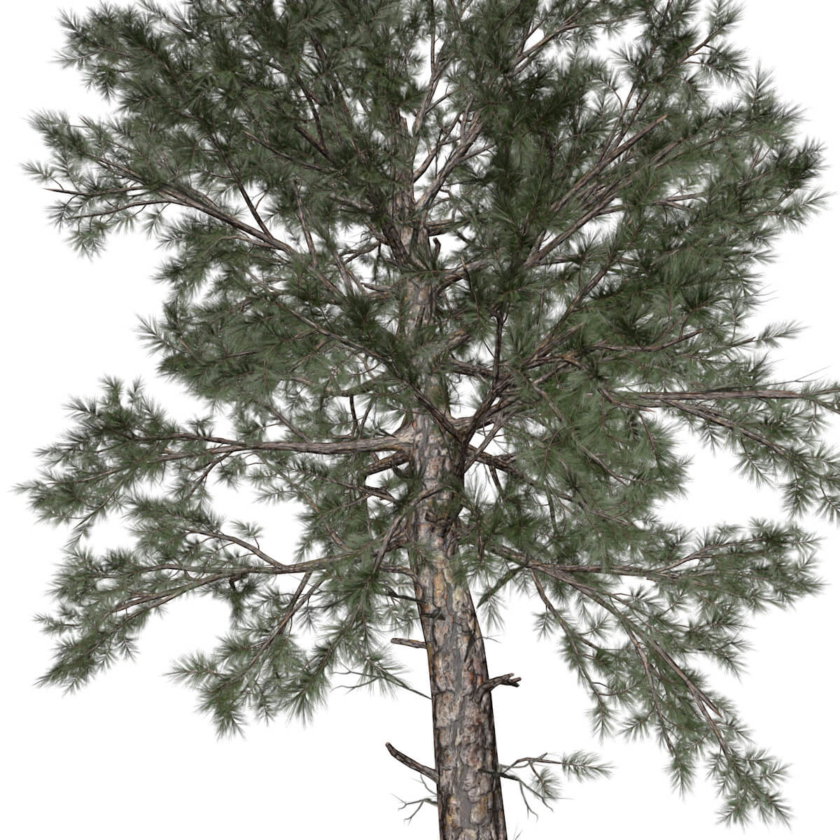 Loblolly Pine Tree Collection by AntonioKowatsch