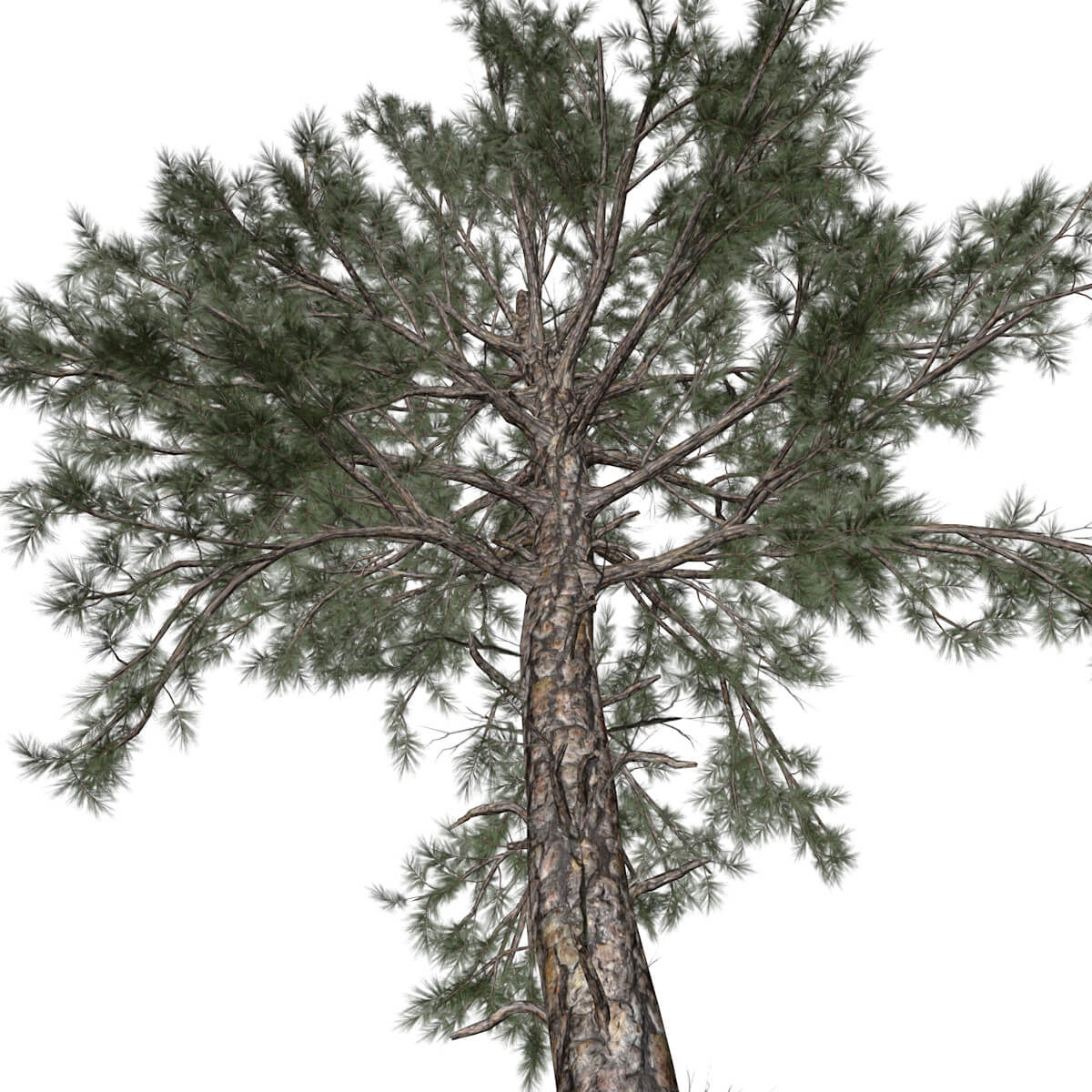 Loblolly Pine Tree Collection by AntonioKowatsch