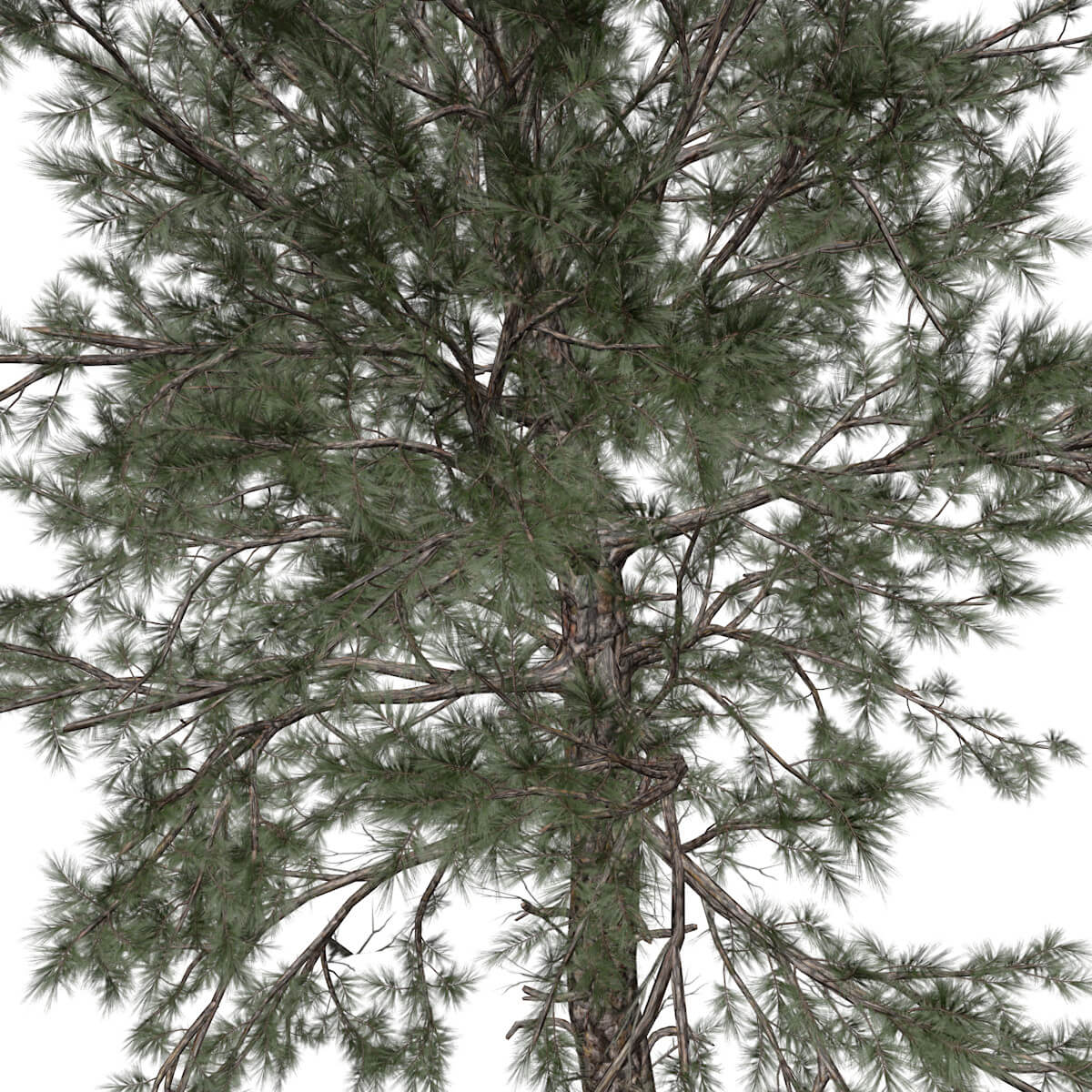 Loblolly Pine Tree Collection by AntonioKowatsch