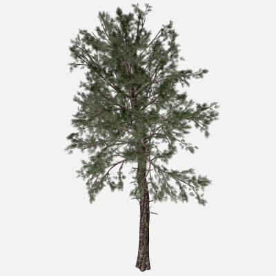 Loblolly Pine Tree #04 - 3D Model by AntonioKowatsch