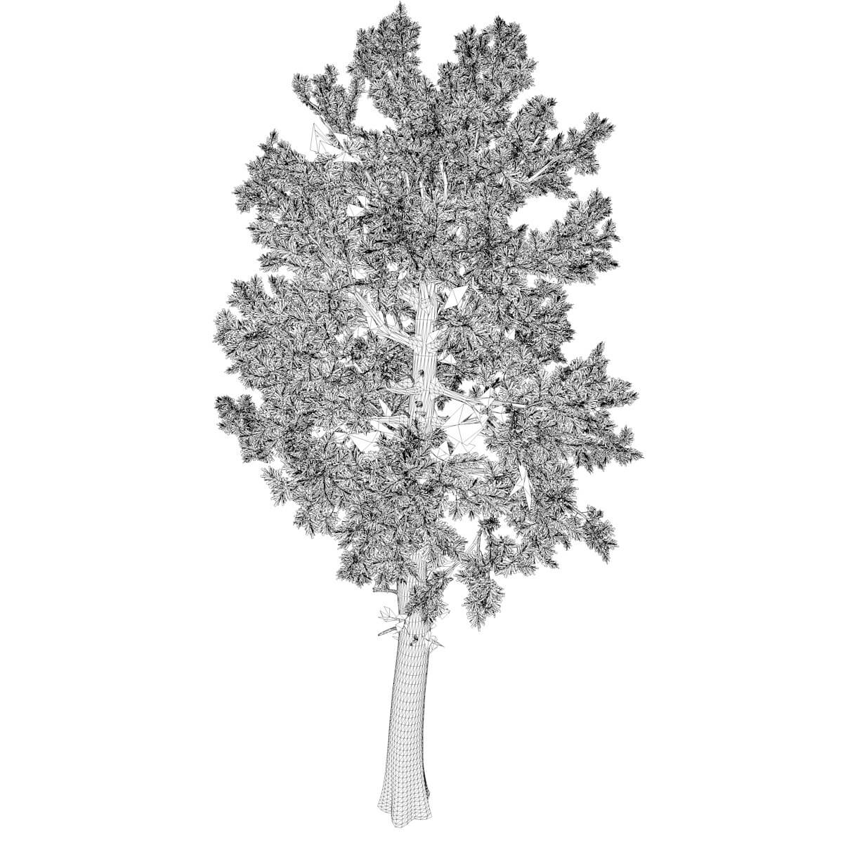 Loblolly Pine Tree Collection by AntonioKowatsch