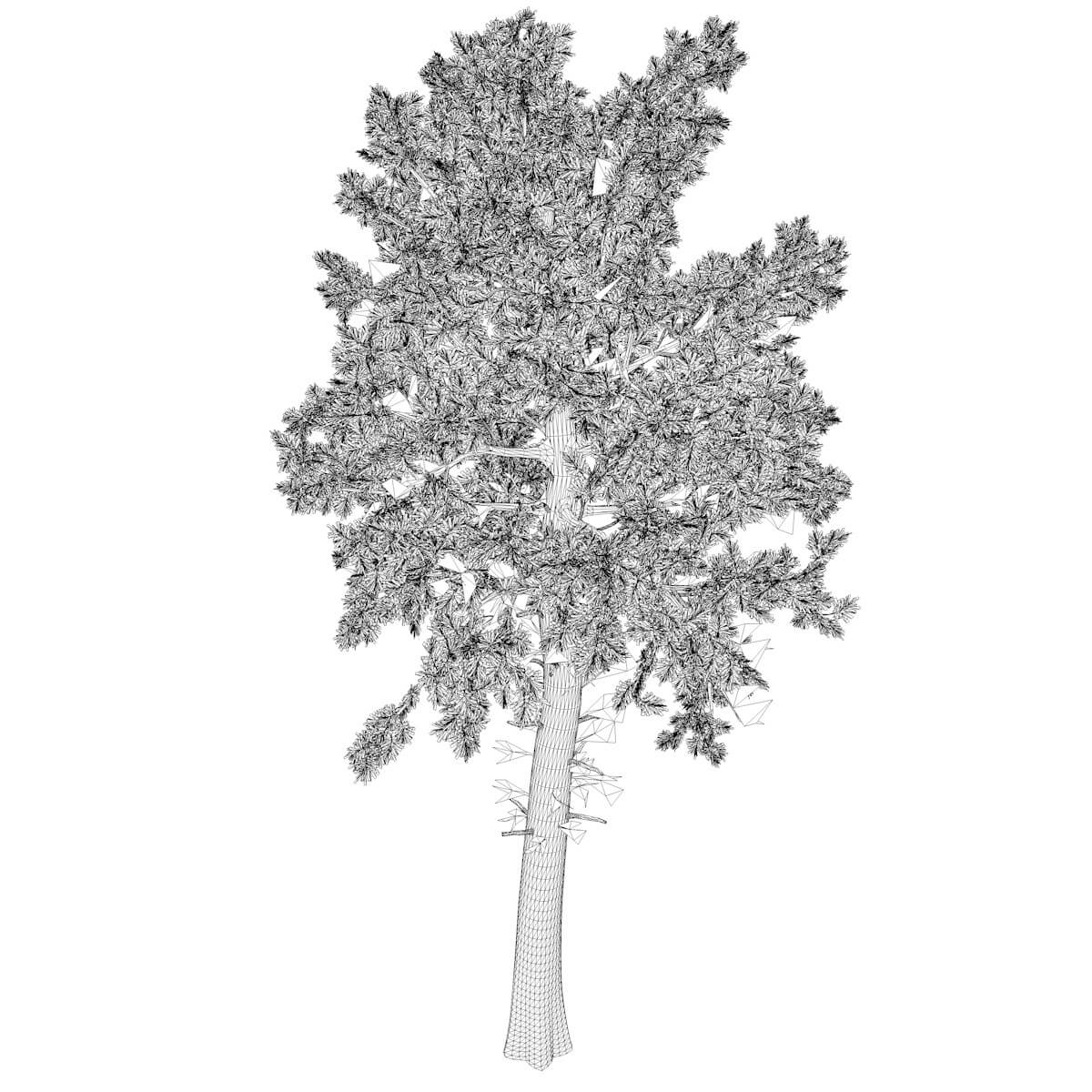 Loblolly Pine Tree Collection by AntonioKowatsch