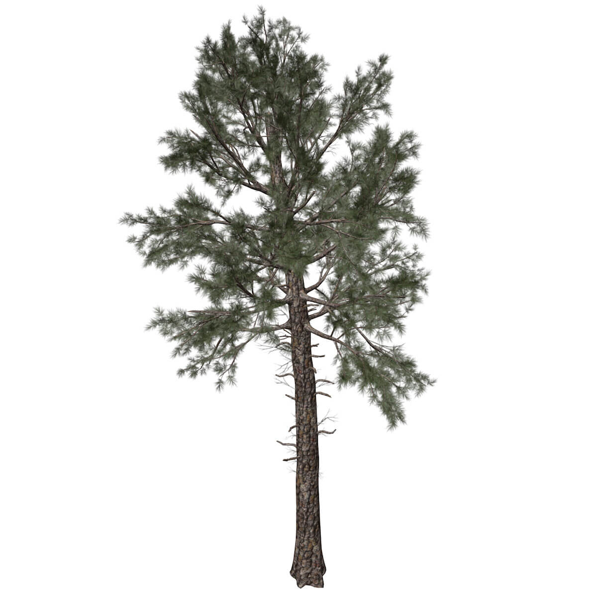 Loblolly Pine Tree Collection by AntonioKowatsch