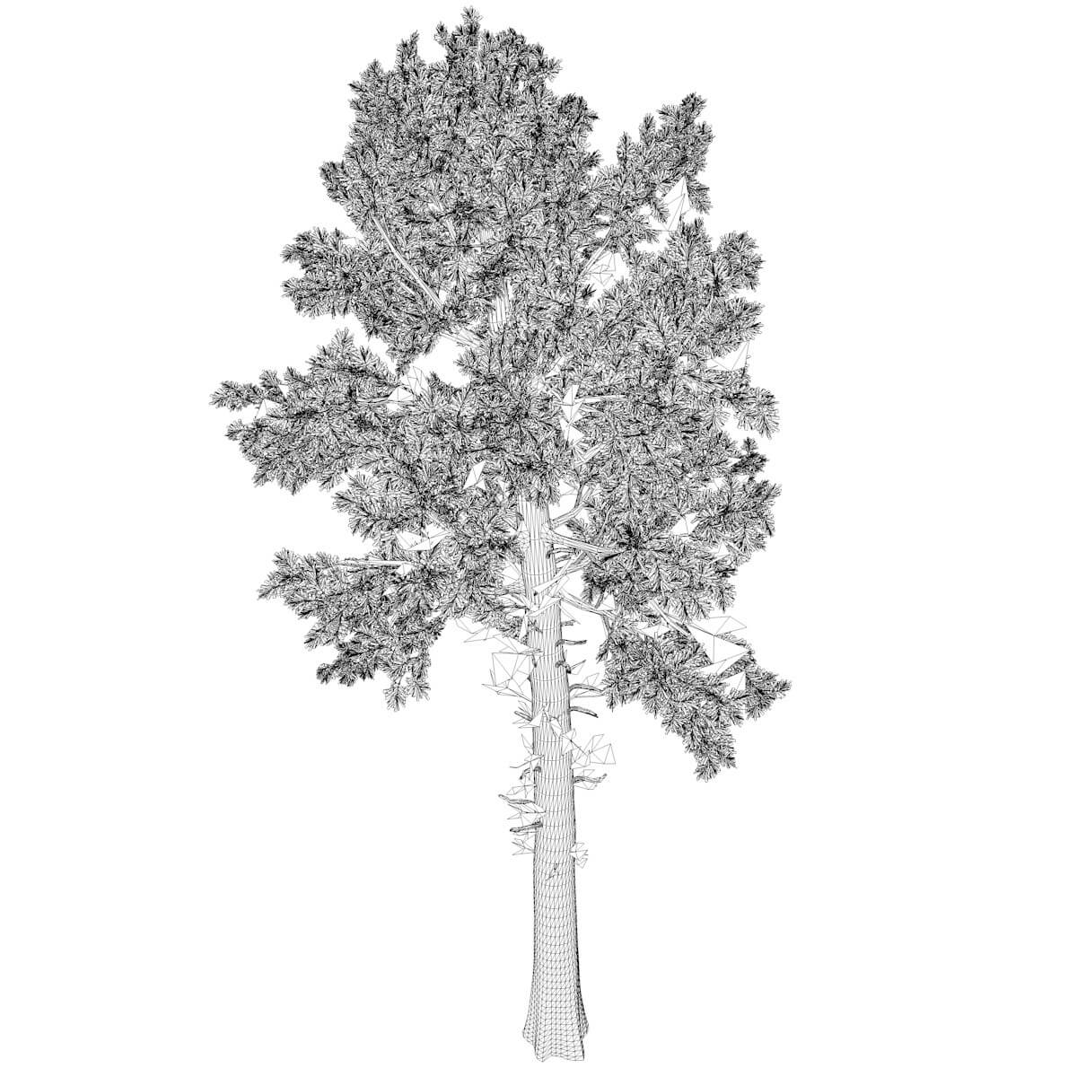 Loblolly Pine Tree #07 - 3D Model by AntonioKowatsch