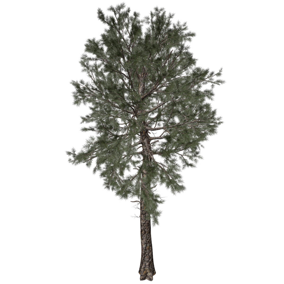 Loblolly Pine Tree #08 - 3D Model by AntonioKowatsch