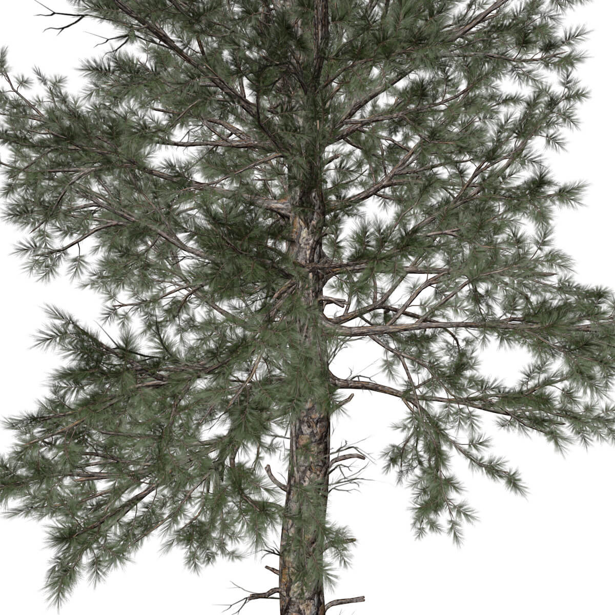 Loblolly Pine Tree Collection by AntonioKowatsch