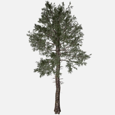 Loblolly Pine Tree #09 - 3D Model by AntonioKowatsch