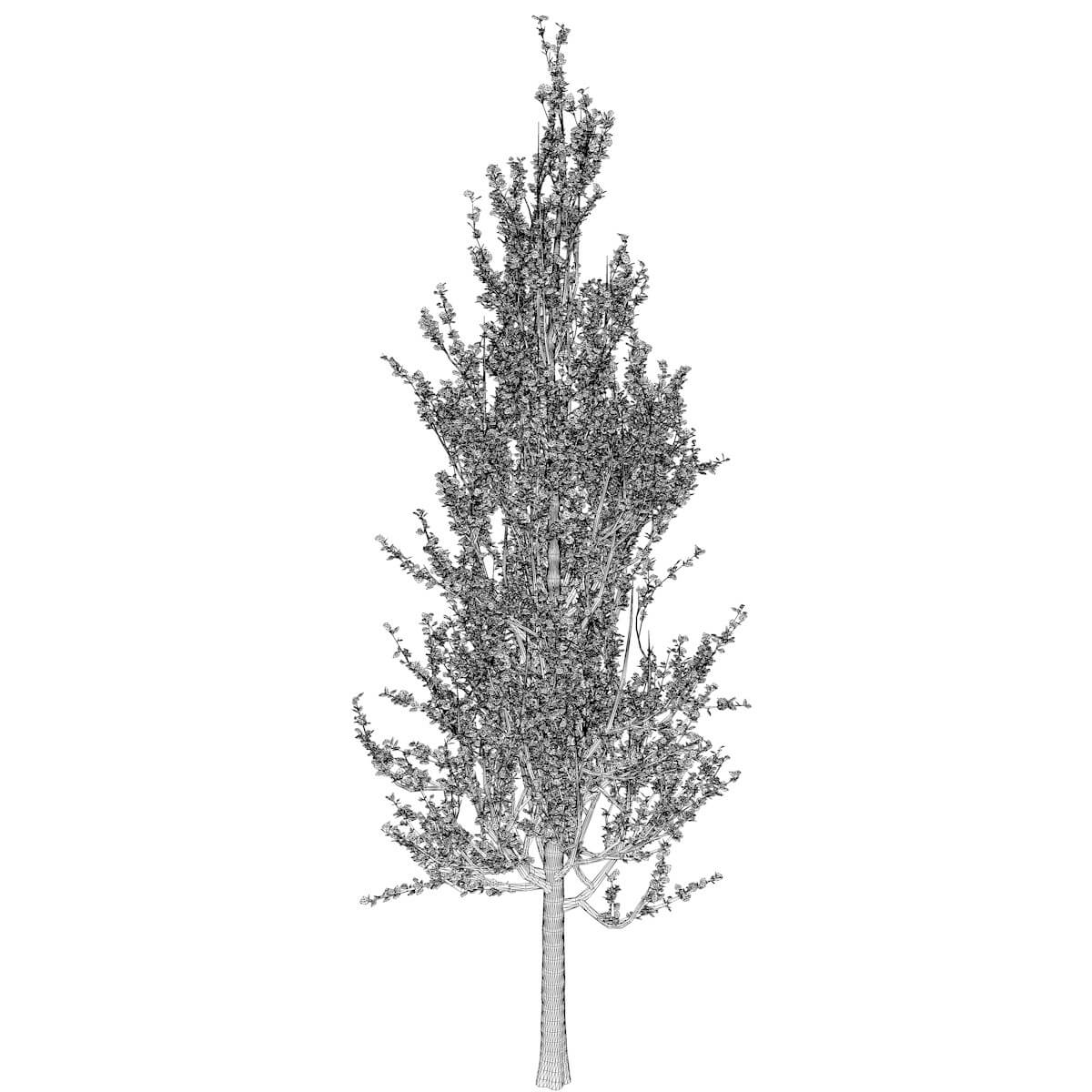 Lombardy Poplar Tree #01 - 3D Model by AntonioKowatsch