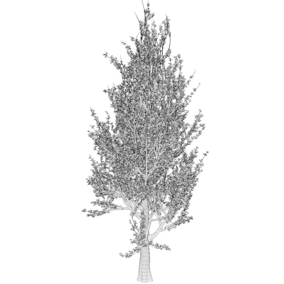 Lombardy Poplar Tree #06 - 3D Model by AntonioKowatsch