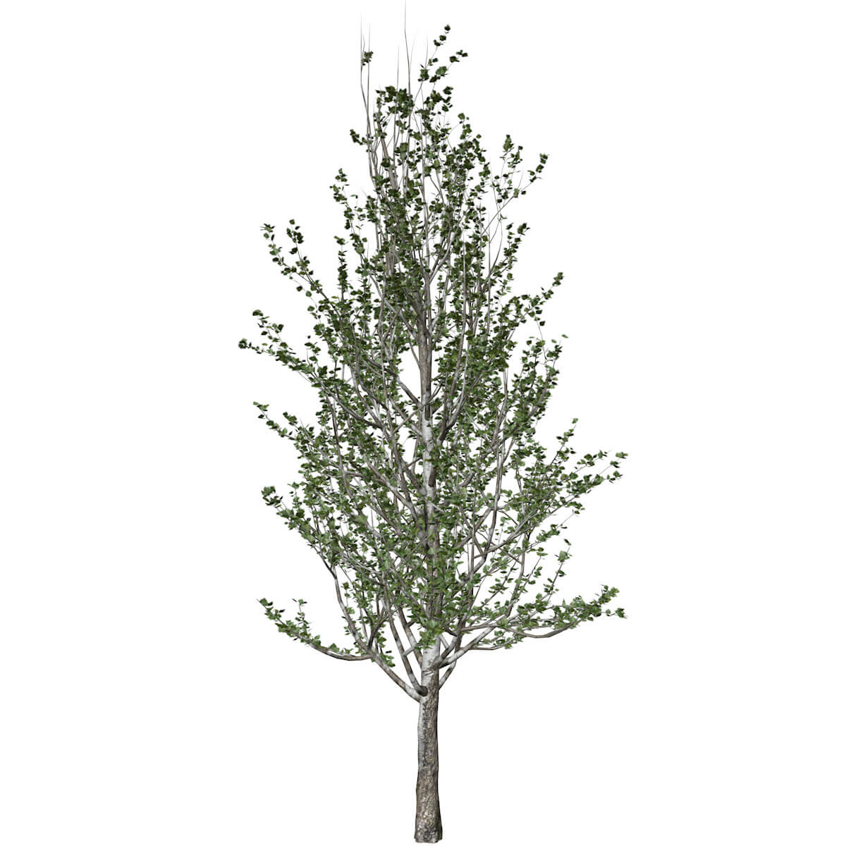 Lombardy Poplar Tree Collection by AntonioKowatsch