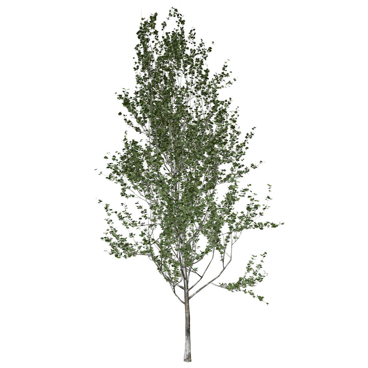 Lombardy Poplar Tree Collection by AntonioKowatsch